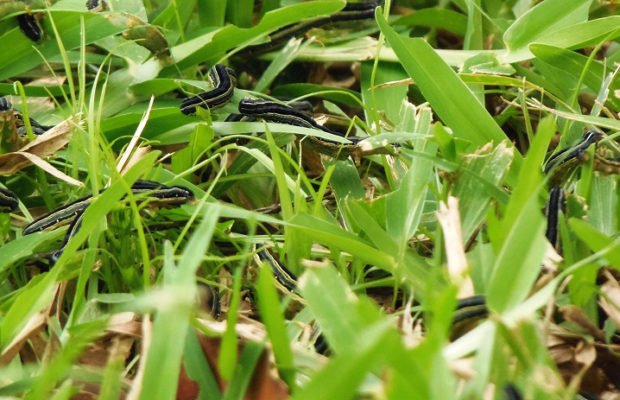 Armyworm infestation now at 24% countrywide – MoA – Zambia: News Diggers!