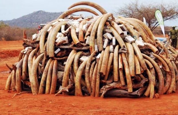 Chipata court jails 3 for unlawful possession of ivory – Zambia: News ...