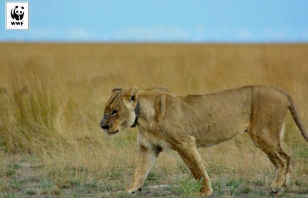 Farewell Lady Liuwa – Zambia: News Diggers!