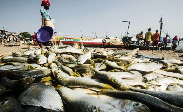 Solwezi residents scramble for poisoned fish as acid tanker spills into ...