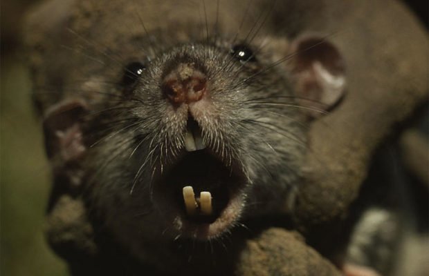 Defamation of a rat – Zambia: News Diggers!