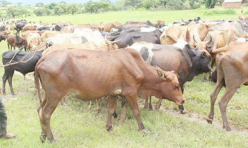 267 Cattle Died Of Cbpp In Kalabo Chikote Zambia News Diggers