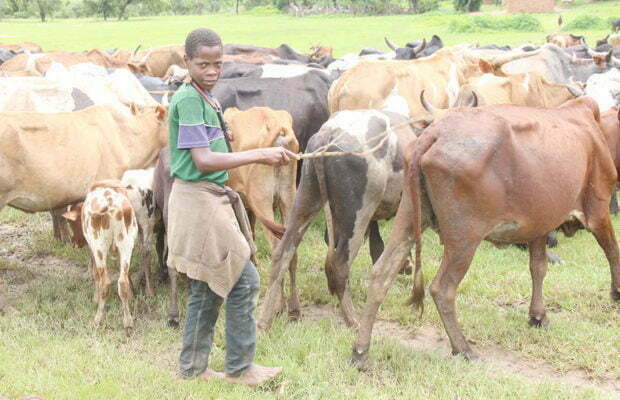 We’re targeting to beat Zambeef, says Cattle Wealth – Zambia: News Diggers!
