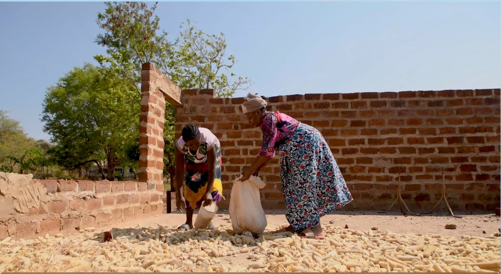 Farmers are cautious about engaging in early maize production, notes ...