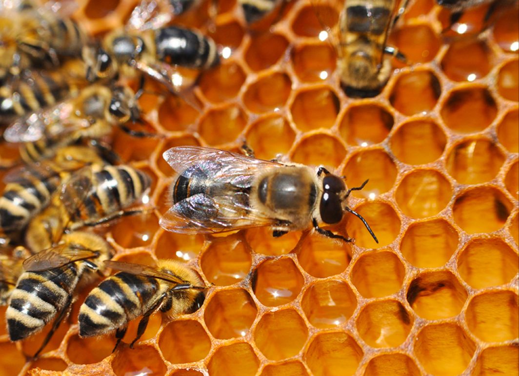 LCC calls for precautions amid bee incidents – Zambia: News Diggers!